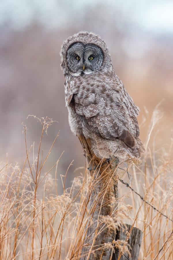 Great Gray Owl | Paul Bannick